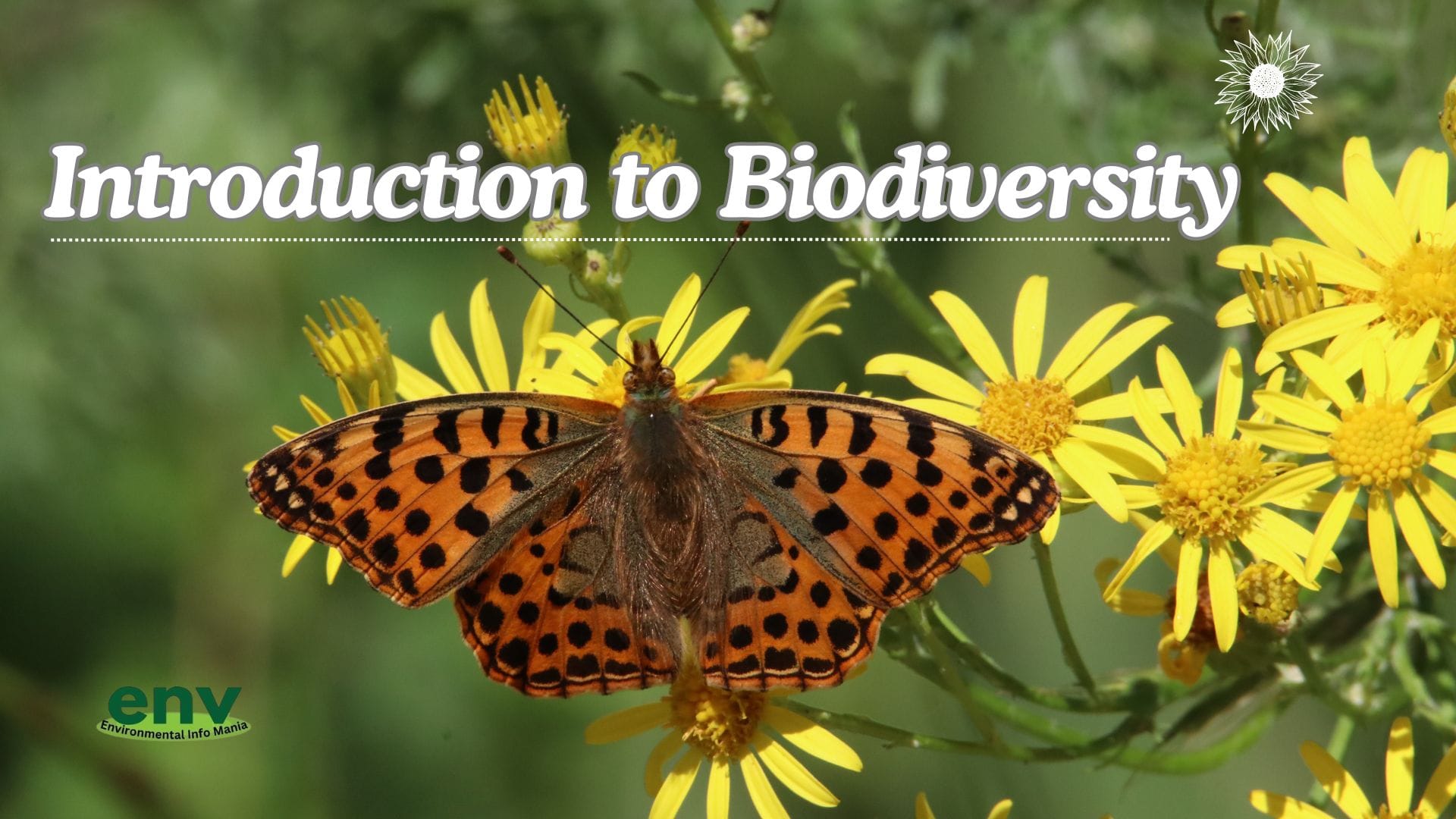 What is Biodiversity? Types, importance and Threats - envinfomania.com