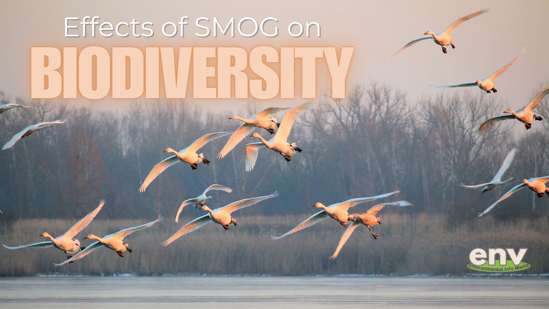 Smog and Biodiversity - envinfomania.com